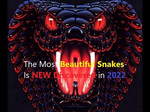 The Most Beautiful Snakes In The World | NEW Discovered in 2022 | SIRI ...
