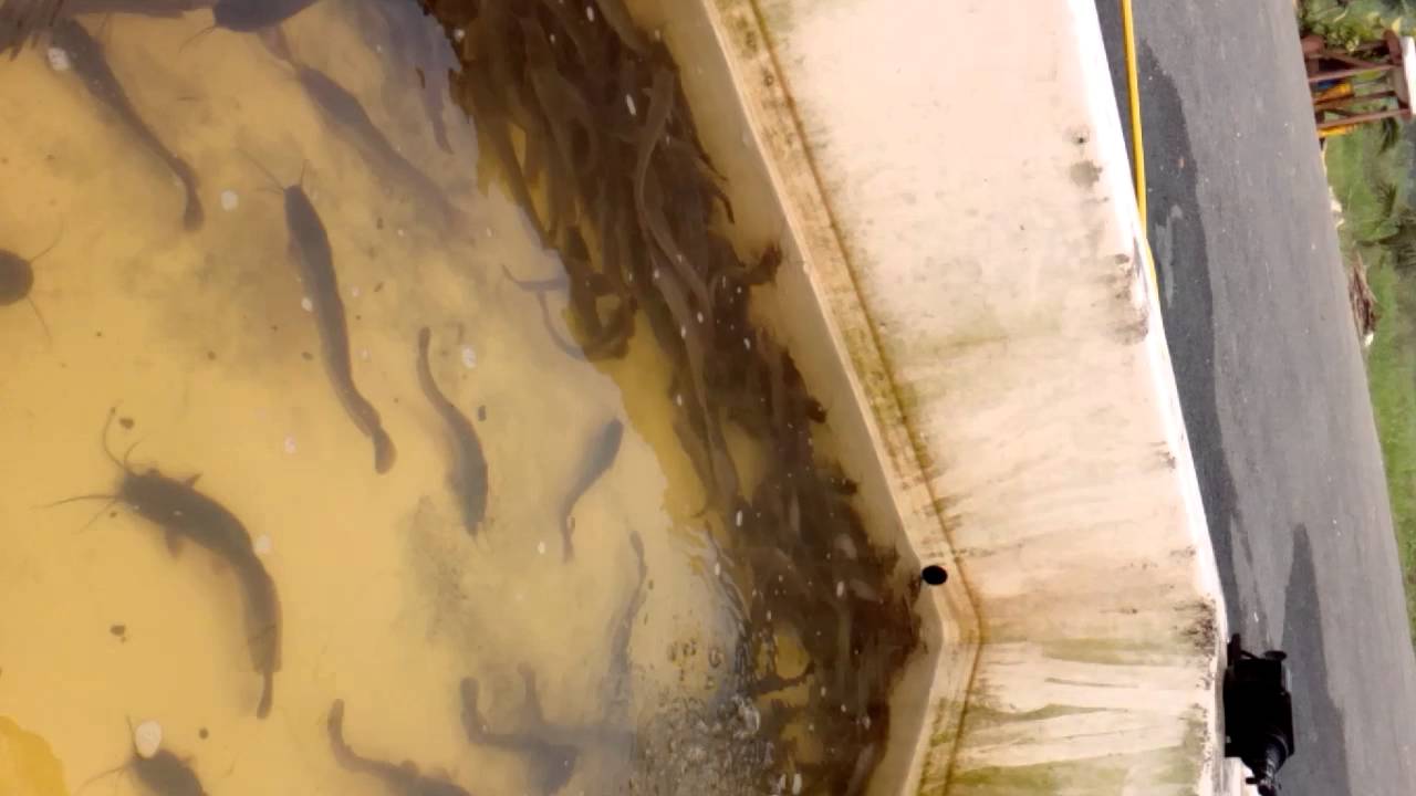 Permulaan penternakan ikan keli "catfish" - YouTube