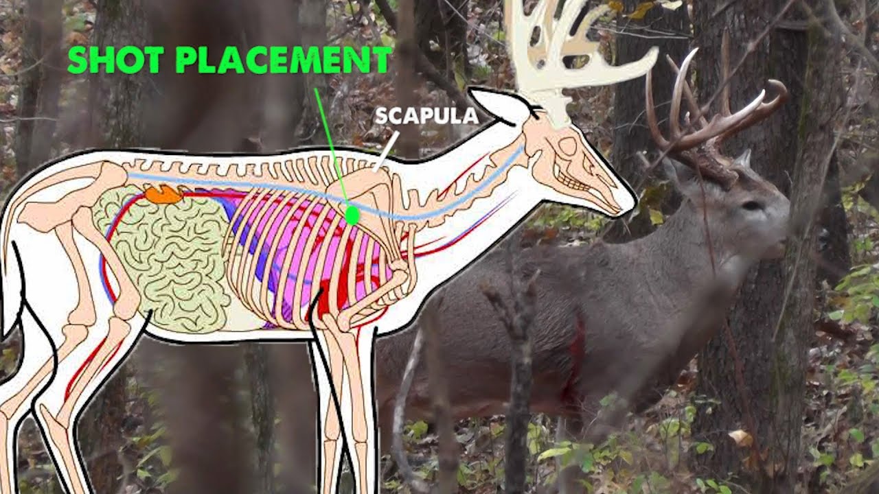 BIG BUCK SURVIVES BROADHEAD! - YouTube