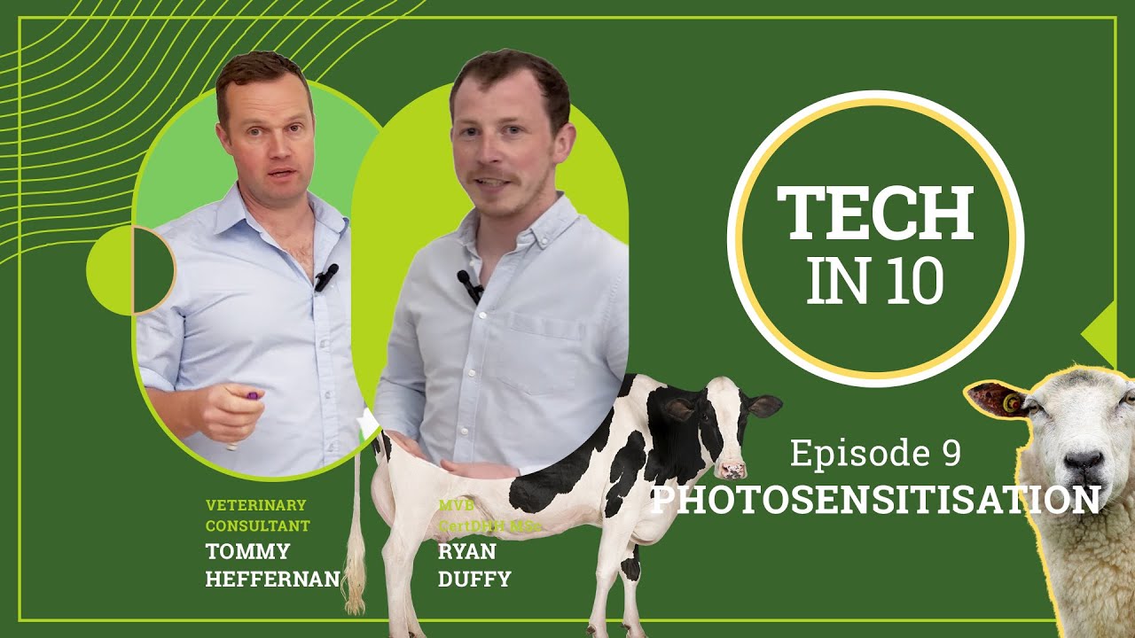 Tech in 10 - Episode 9: Photosensitisation in Cattle and Sheep: Causes, Symptoms & Treatment ...