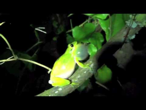 Green tree frog call - YouTube