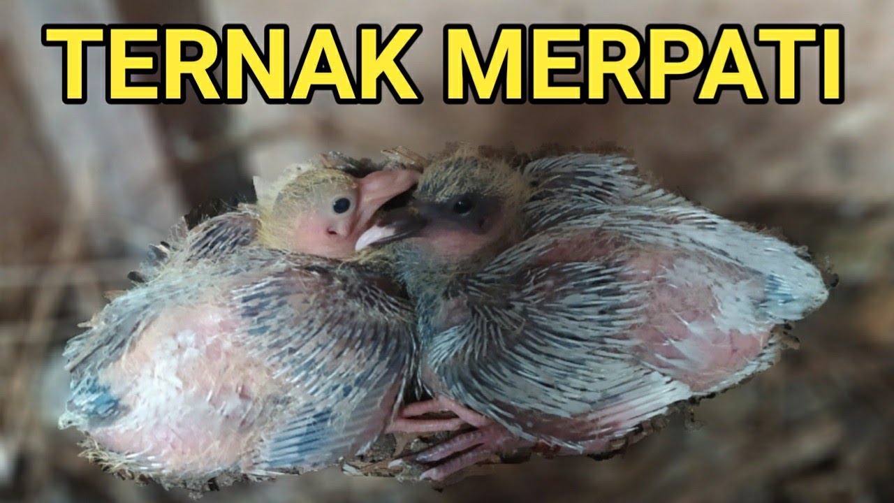 Mengejutkan!! ternak merpati paling mudah dan cepat || panen puluhan ...