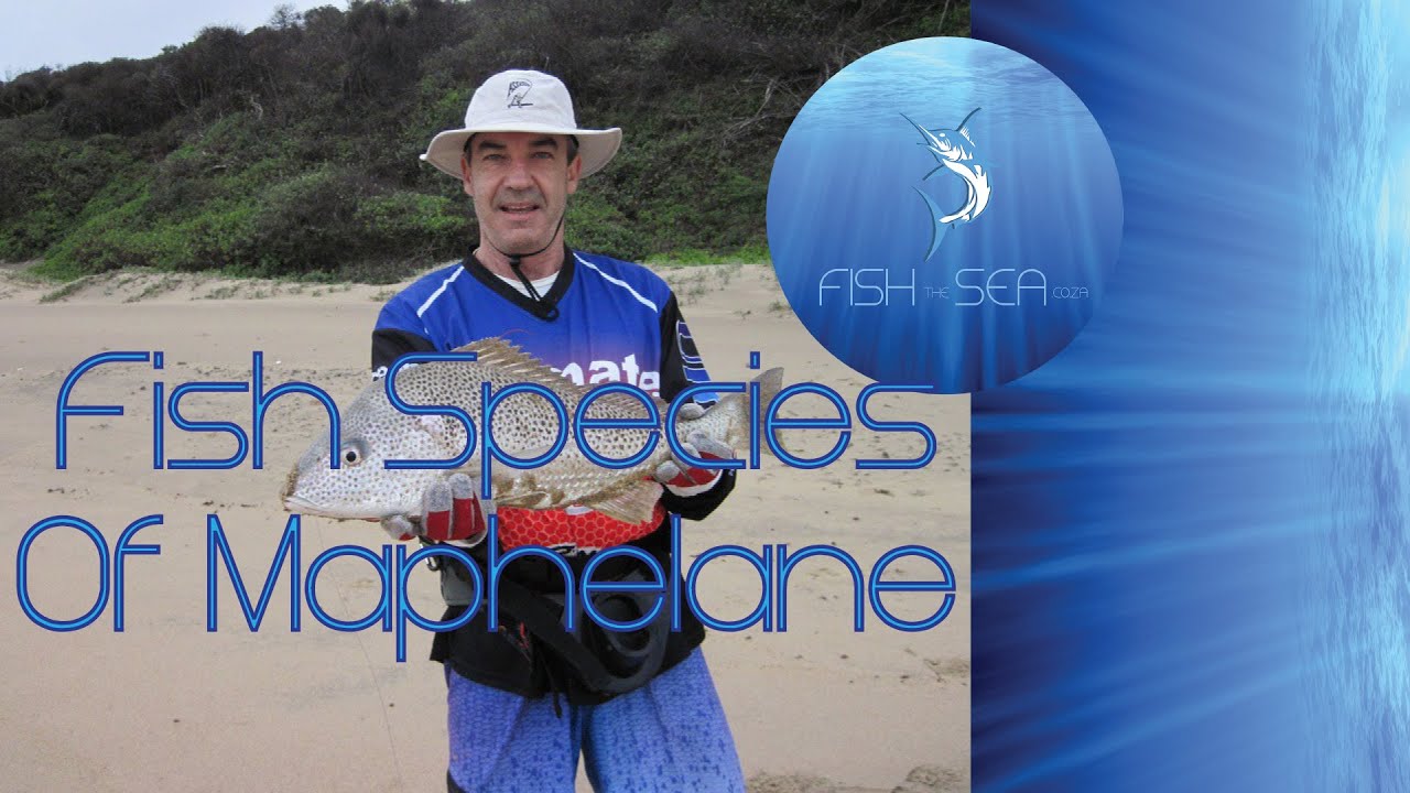 Fish Species Of Maphelane & Zululand | Fish The Sea - YouTube