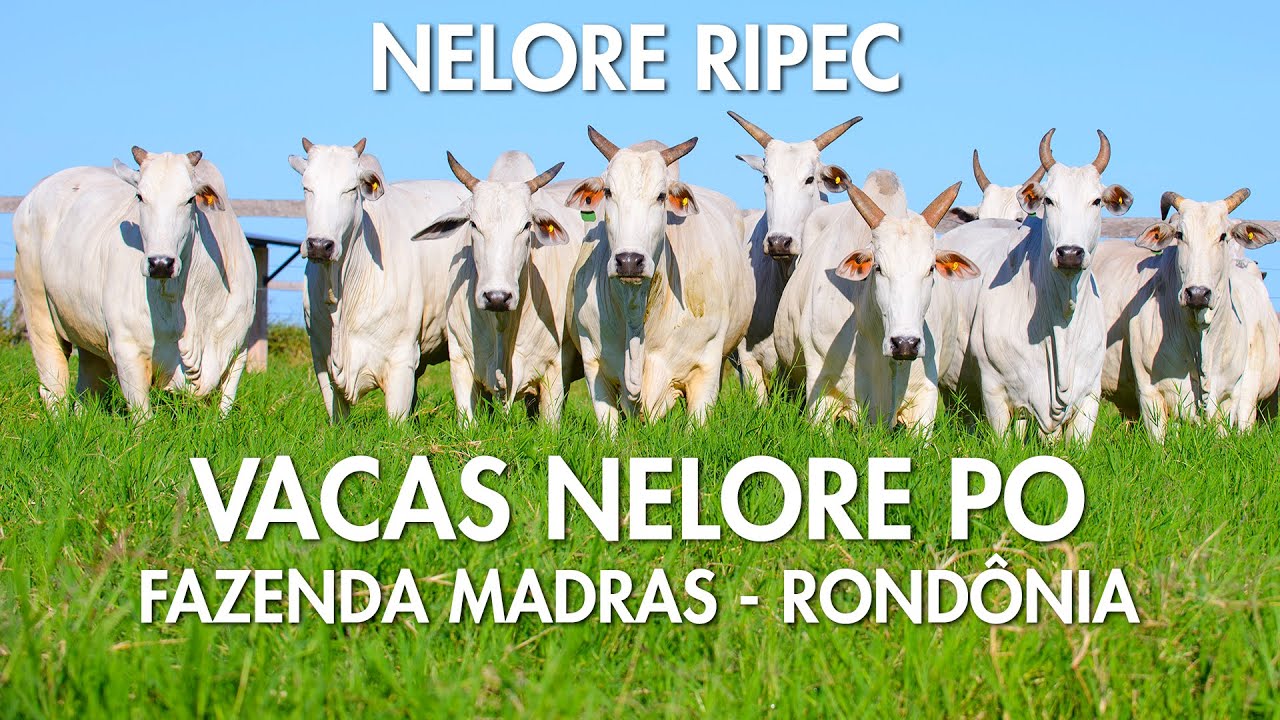 VACAS NELORE PO NA FAZENDA MADRAS EM RONDÔNIA - NELORE RIPEC - YouTube