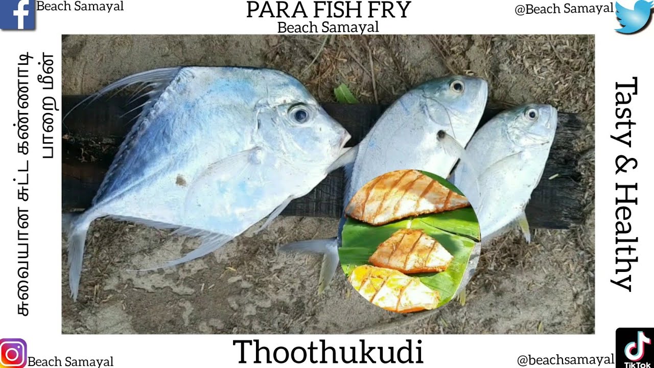 Para fish fry in tamil | சுவையான சுட்ட கண்ணாடி பாறை மீன் || Beach ...