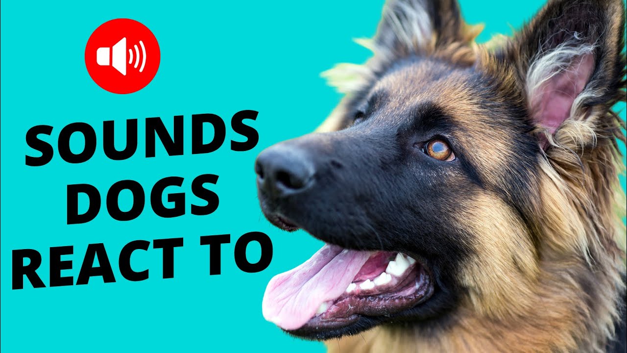 Sounds dogs react to 📣 How does your dog react? 🐶 - YouTube