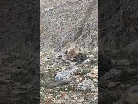 Tuzak ile keklik avı 04 Nisan 2026