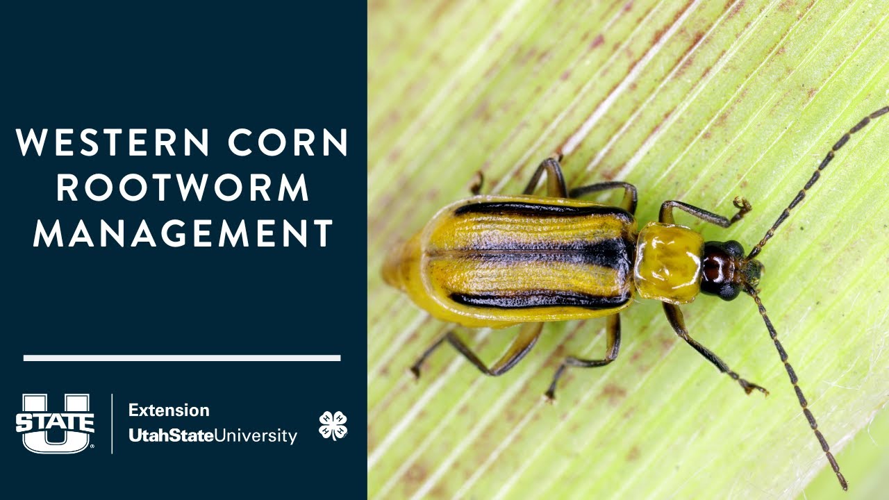 Western Corn Rootworm Management - YouTube