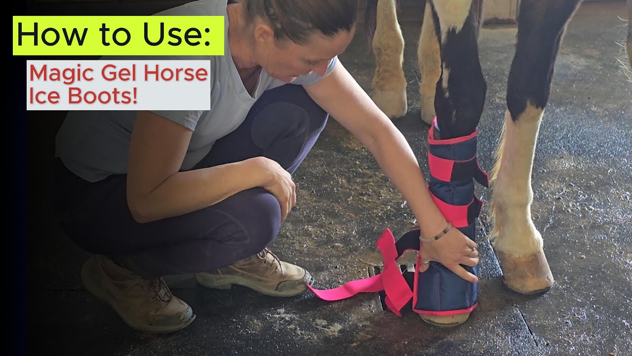 How to Ice Your Horse’s Legs Like a Pro 🧊 | Magic Gel Horse Ice Boots ...
