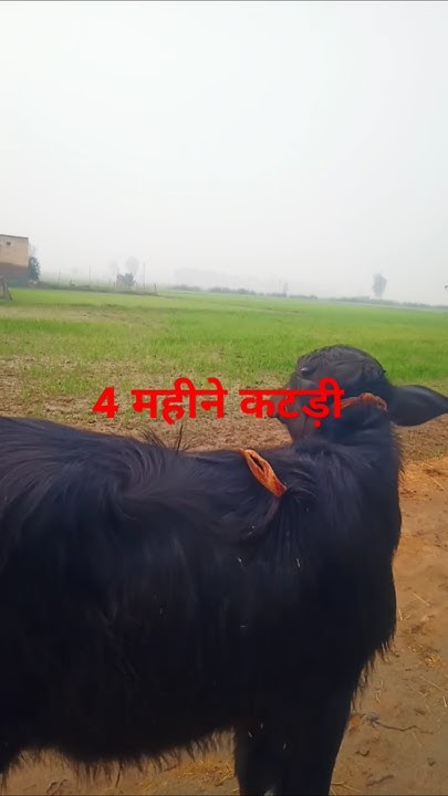 Govind Jangra#murrhacalf #dailyvlog - YouTube