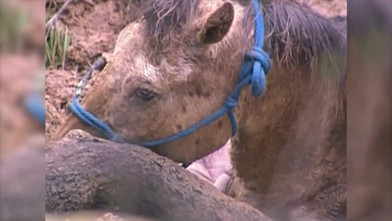 Animal Rescue: Firefighters Rescue Horse That Fell Off Cliff into a ...