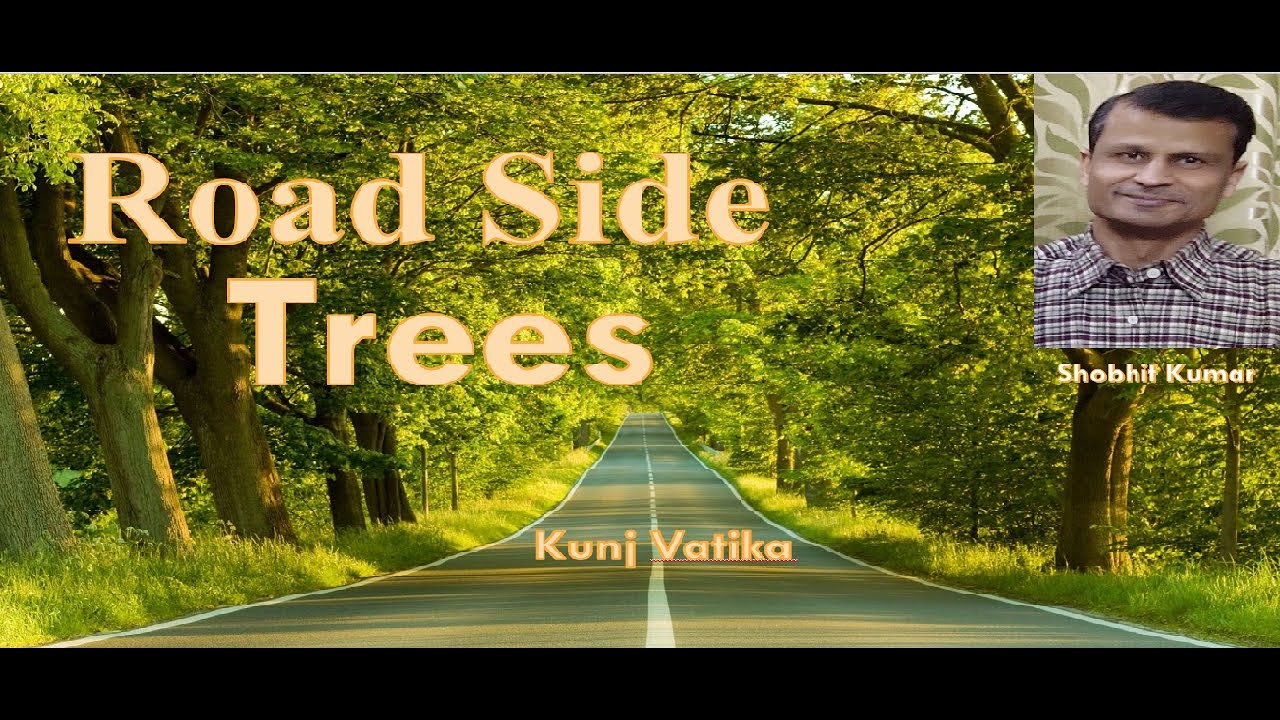 Road side tree,best roadside trees,plants suitable for roadside,trees ...