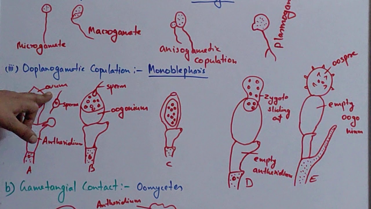 Phycomycetes Sexual reproduction part 1 - YouTube