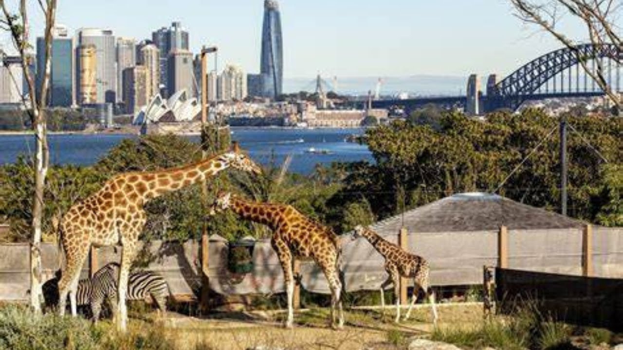 Taronga Zoo full tour - YouTube