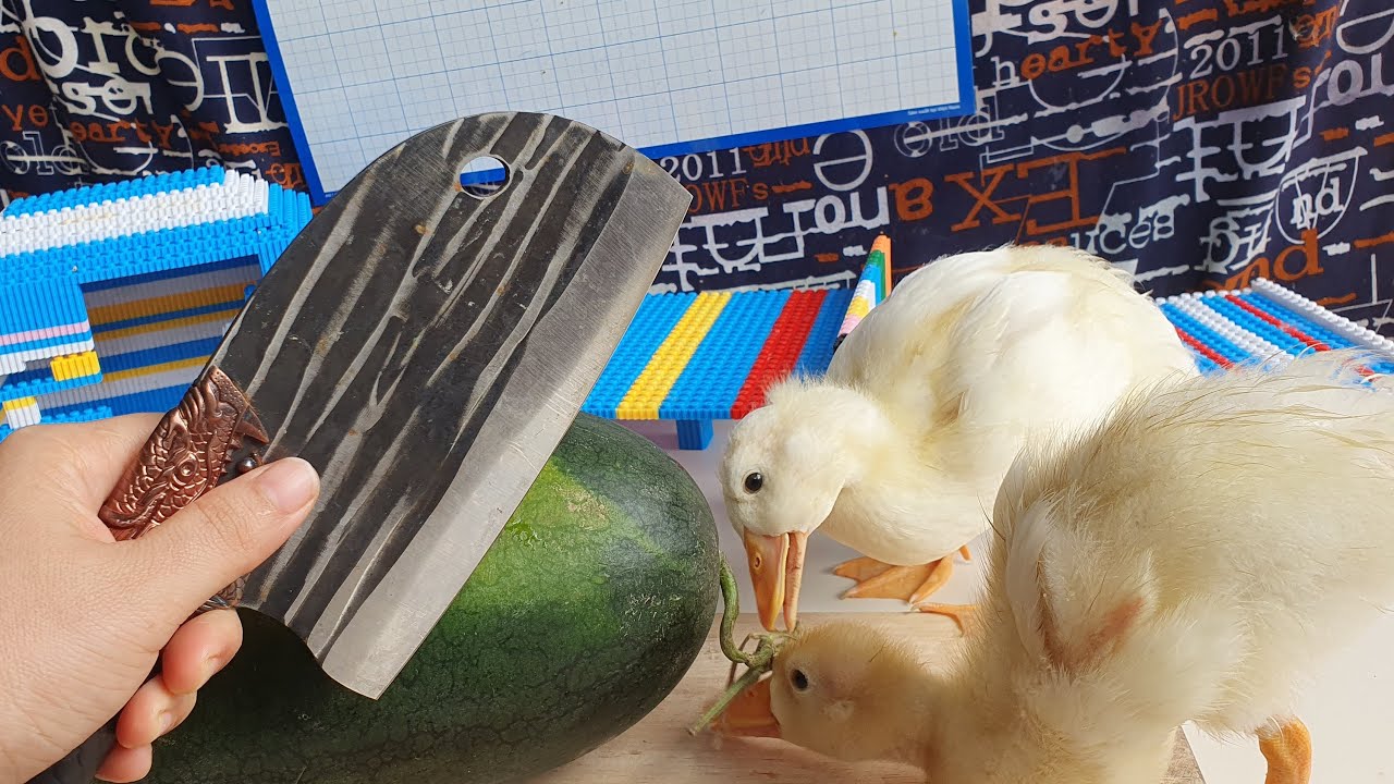Let my pet duck try to eat yellow watermelons - YouTube