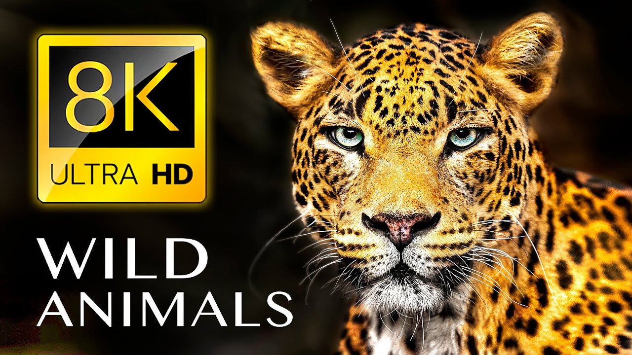WILD ANIMALS 8K ULTRA HD - YouTube