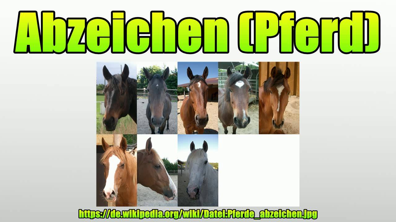 Abzeichen (Pferd) - YouTube