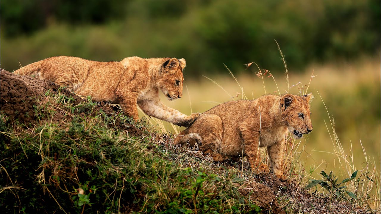 Playful Lion cubs - YouTube