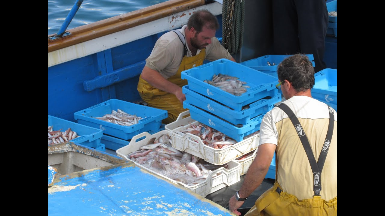 Asta di pesce al porto - YouTube