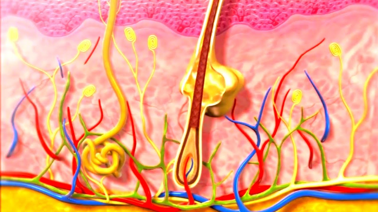 The Skin(Human Physiology)Function:Types of Skin:Conditions Of Skin ...