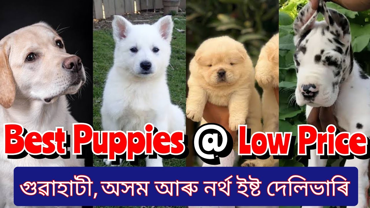 Best Dog seller in Guwahati🦮 ️ Dogs all Assam & North East Delivery 🚚 ...
