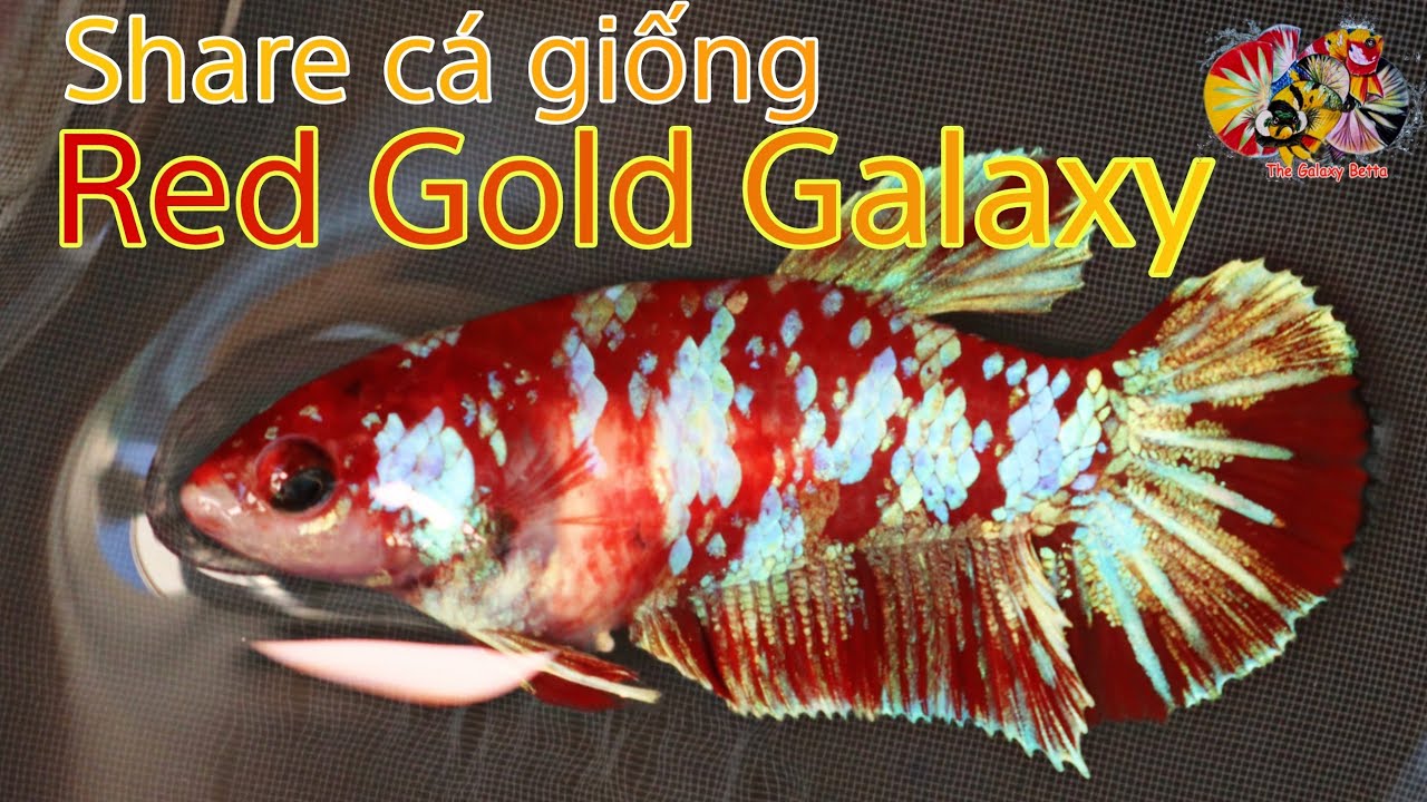 Share cá giống Red Gold Galaxy, Red Fancy + MiniGame chơi lớn tặng 1 ...
