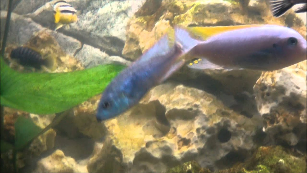 Astatotilapia calliptera Chizumulu - YouTube