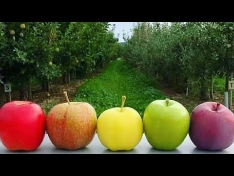 kuranda adı geçen meyveler,kuranda adı geçenler,ayet tefsiri,ayet meali,kuran dinle