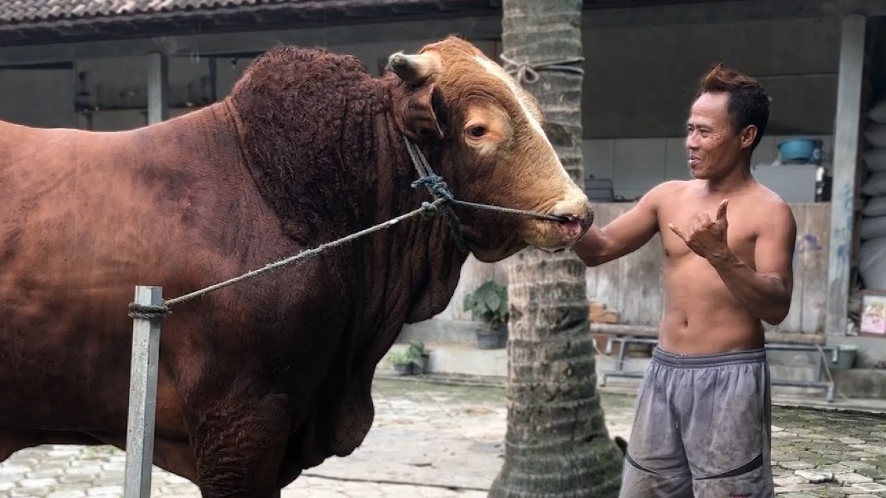 BESAR DAN KEKAR !! LEHER SAPI INI BAGAIKAN BETON PROYEK - YouTube