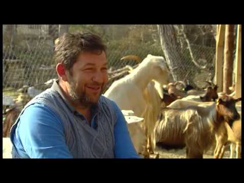 Balkan goat in North Macedonia Домашна коза - YouTube