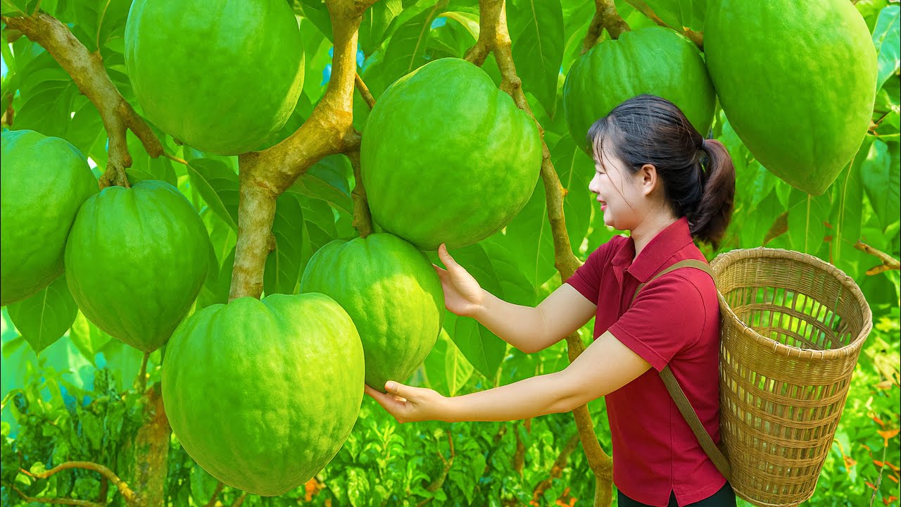 How Harvest Royal Peach | The fruit was offered to the king for to cook ...