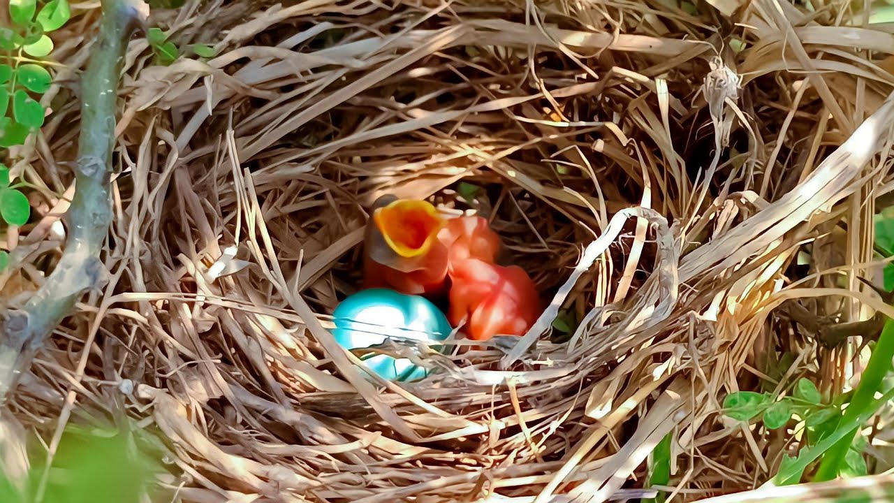 New BORN bird baby calling mother for WORMS || Bird Plus Nature - YouTube