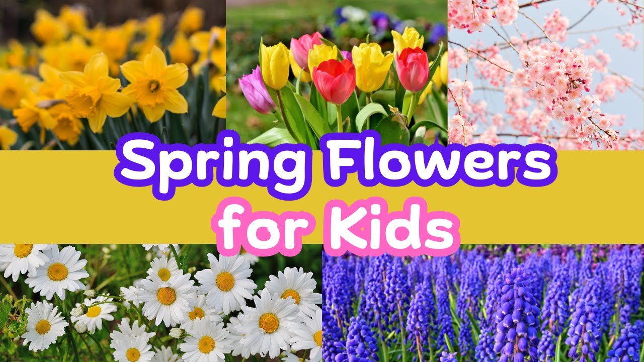 Spring Flowers for Kids. Toddlers and Preschoolers Learning About ...