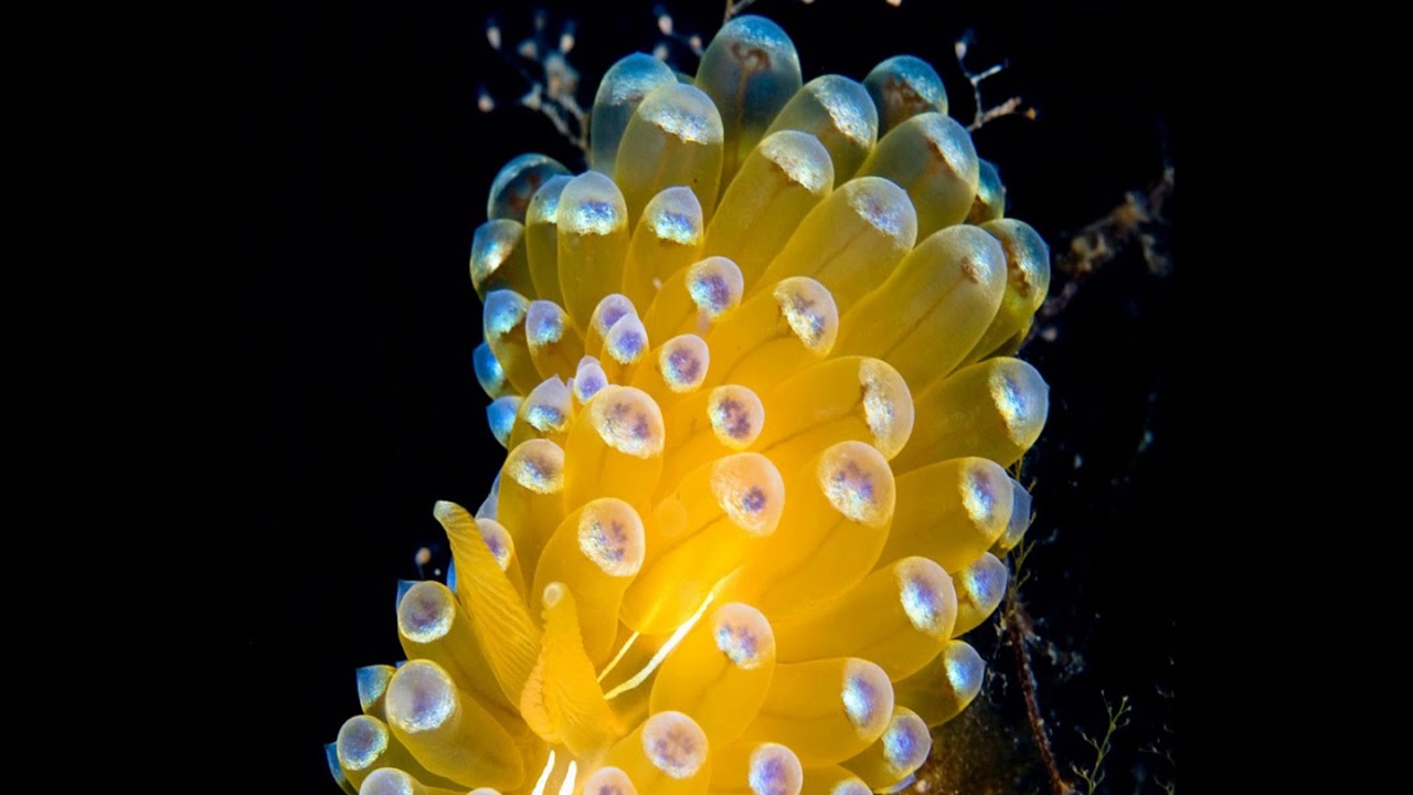 Nicholas Samaras - YouTube