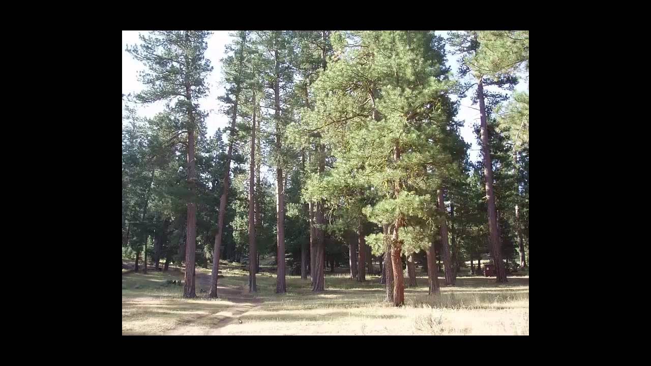 Restoring Fire-Adapted Forests in Oregon Using LANDFIRE Data (Archived ...