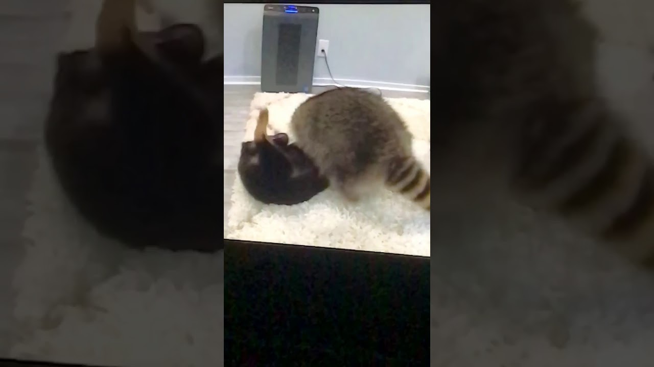 🦝 Raccoon vs. Dog 🐕 - YouTube