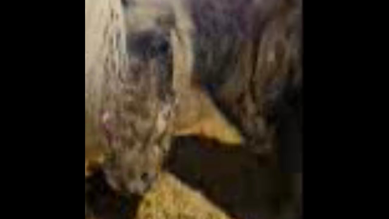 Animals Rescued Off Of Peanut's Freedom Farm Long Before DEC Raided The ...