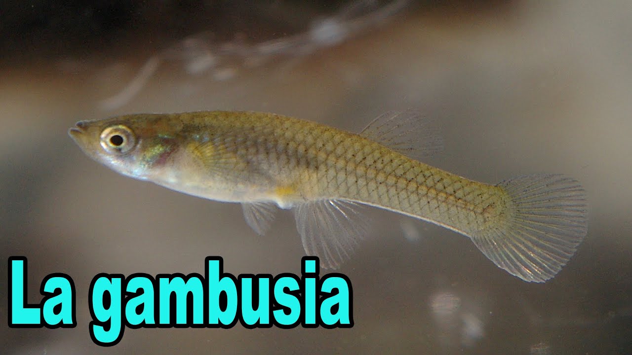 La Gambusia los charales - YouTube