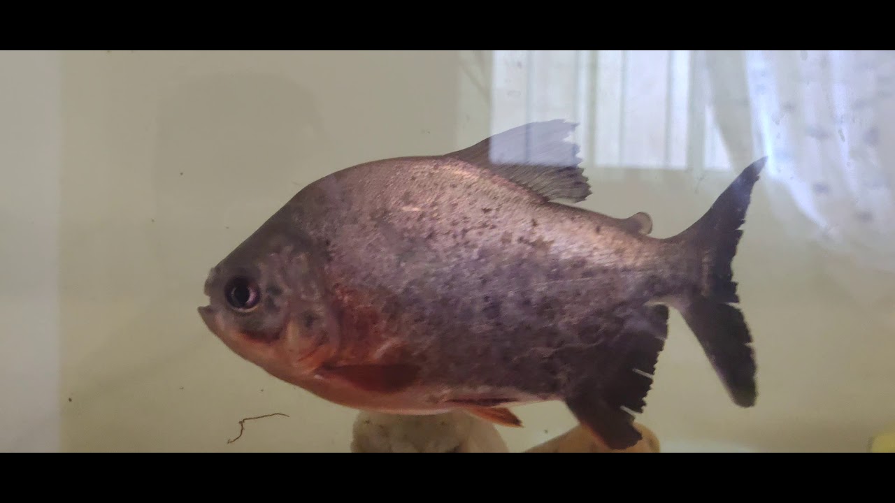 Peixe Pacu Se alimentando - Em Áquario Jumbo - YouTube