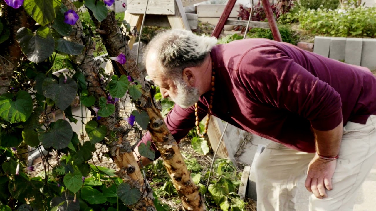 Frank Asher: Green Beating Heart of Shaw - YouTube