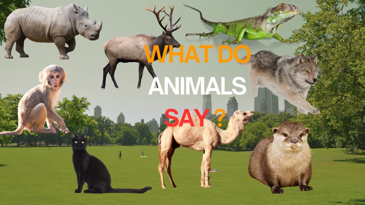 The Voice of Pets and Wild Animals – White Rhino, Deer, Otter, Iguana ...