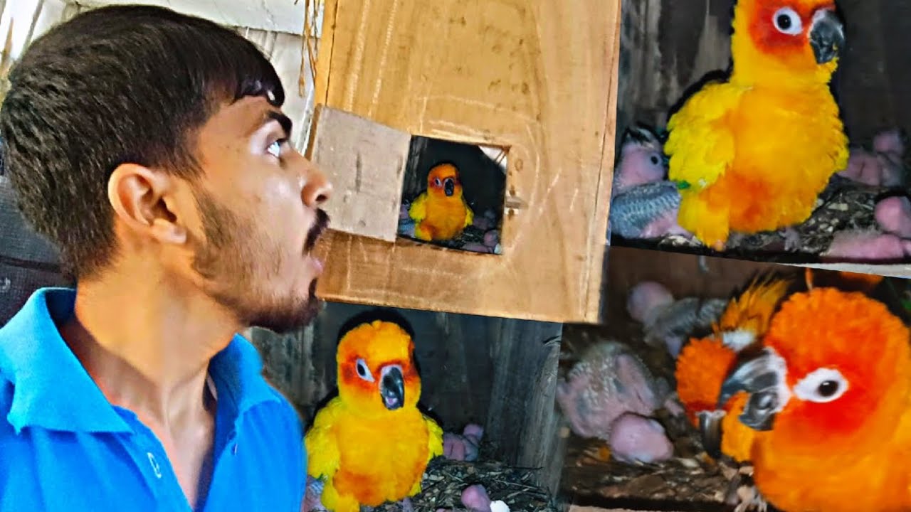 sun conure breeding progress😍/sun conure ka breeding box cheak kiye/sun ...