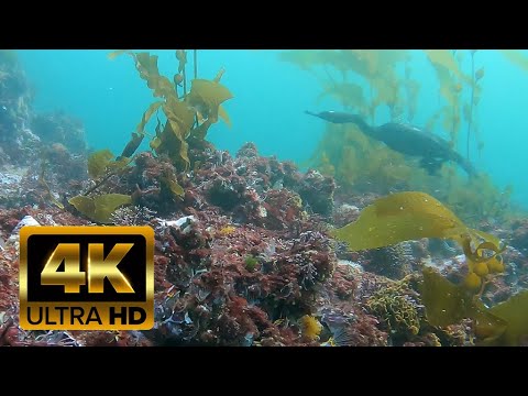 Monterey California Underwater Sea Life | Monterey Scuba Diving ...