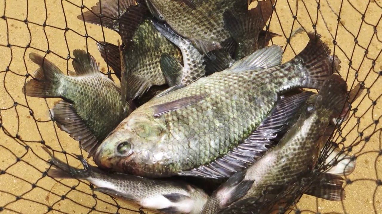 Fish For Life: Serving Fish - YouTube