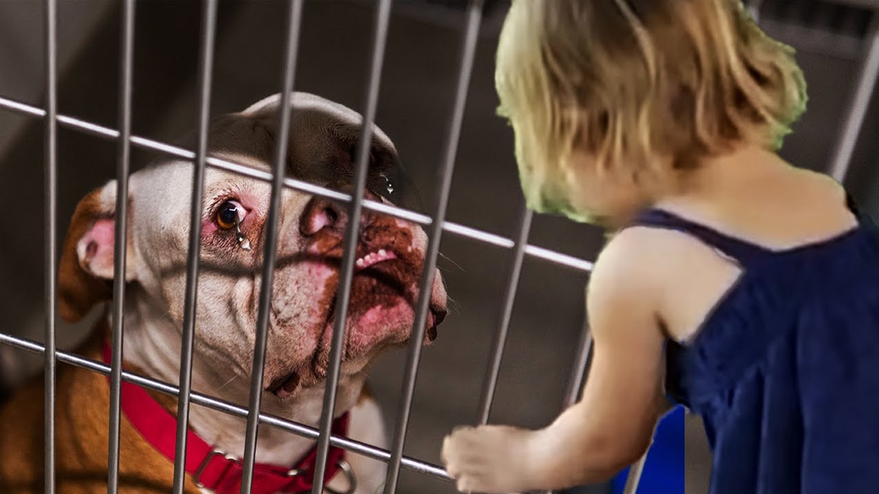 A Sick Pit Bull Was Rejected by All – Until a 2-Year-Old Girl’s ...