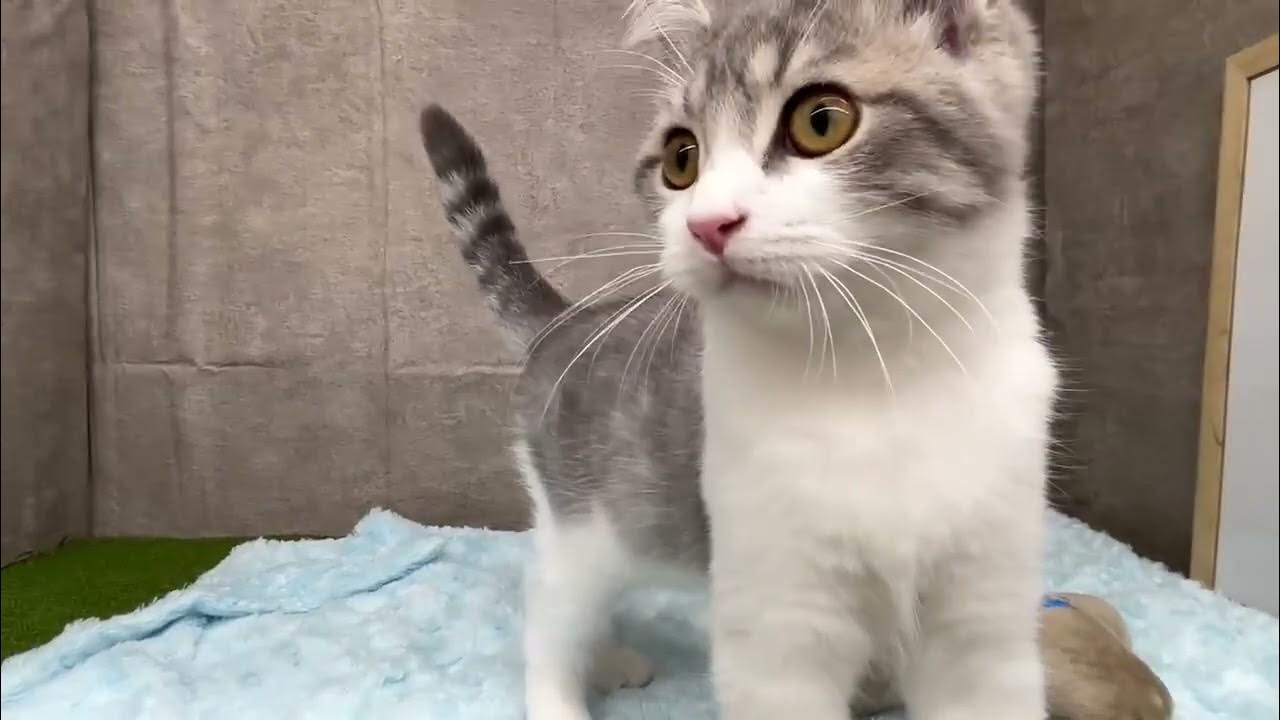 ペットショップ Coo&RIKU No.682626 スコティッシュフォールド - YouTube