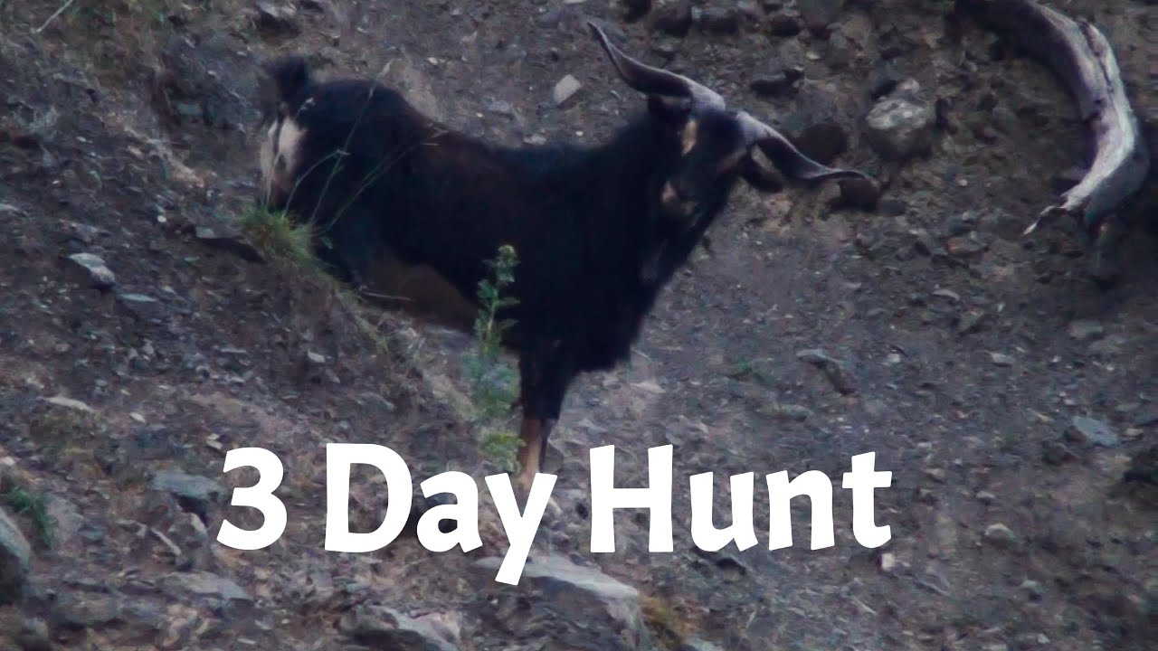 Mate Gets His First Goat With The New Rifle | 3 Day Deer & Goat Hunting ...