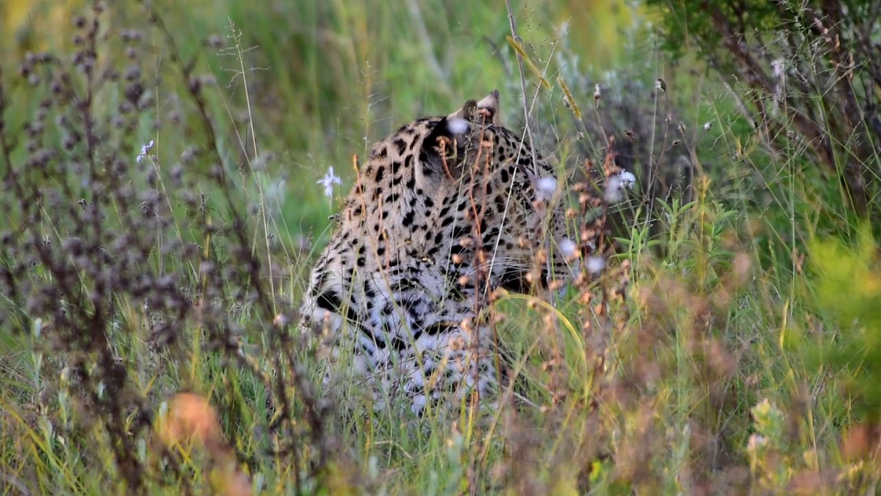 Leopard in camouflage - YouTube
