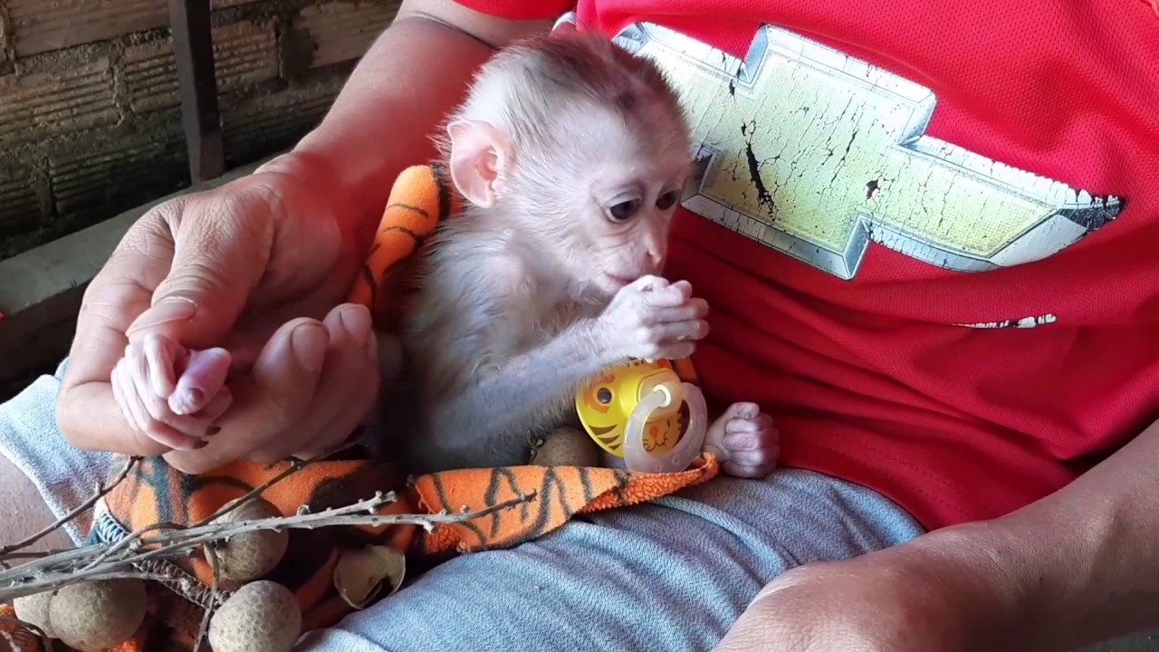 Monkey Molly | Monkey Baby Receiving A Pacifier - YouTube