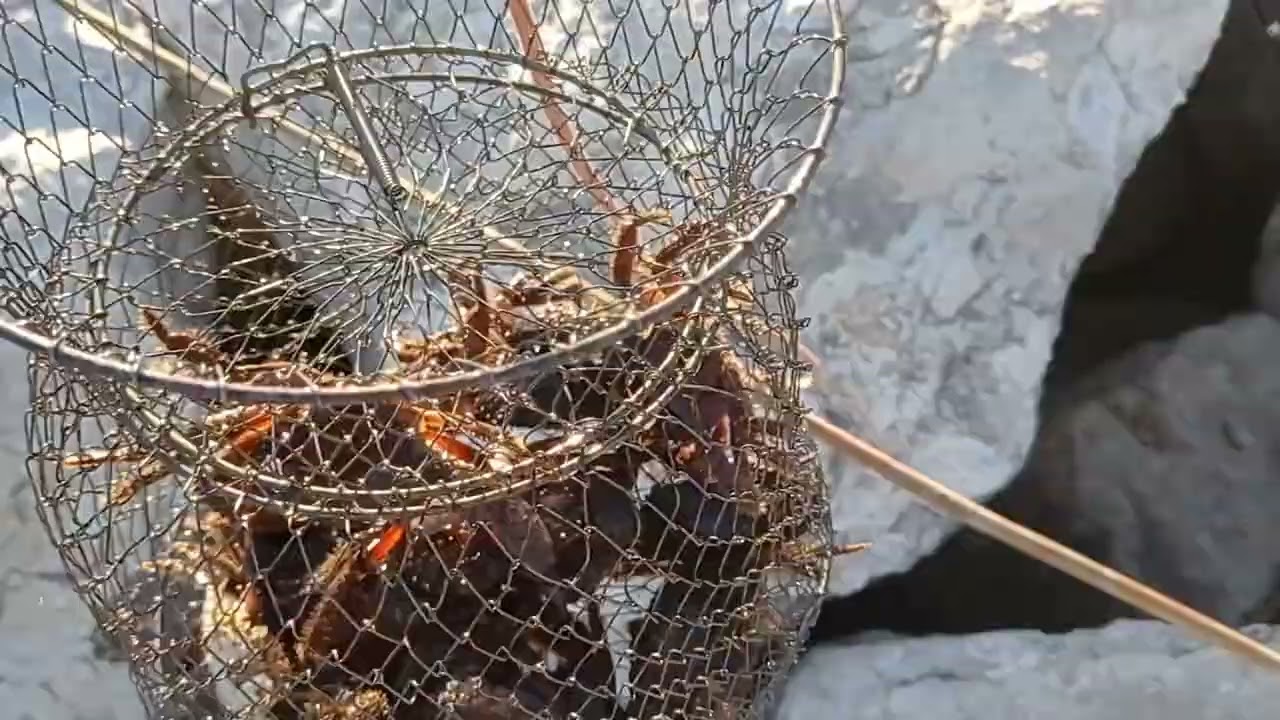 buona pesca di granchio fellone - YouTube